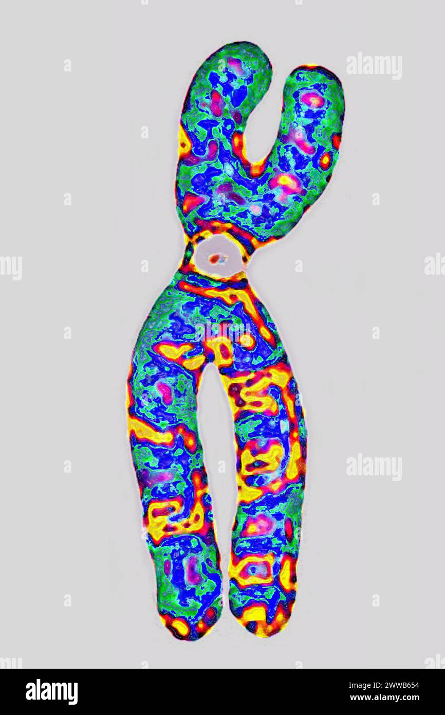 Human chromosomes hi-res stock photography and images - Alamy