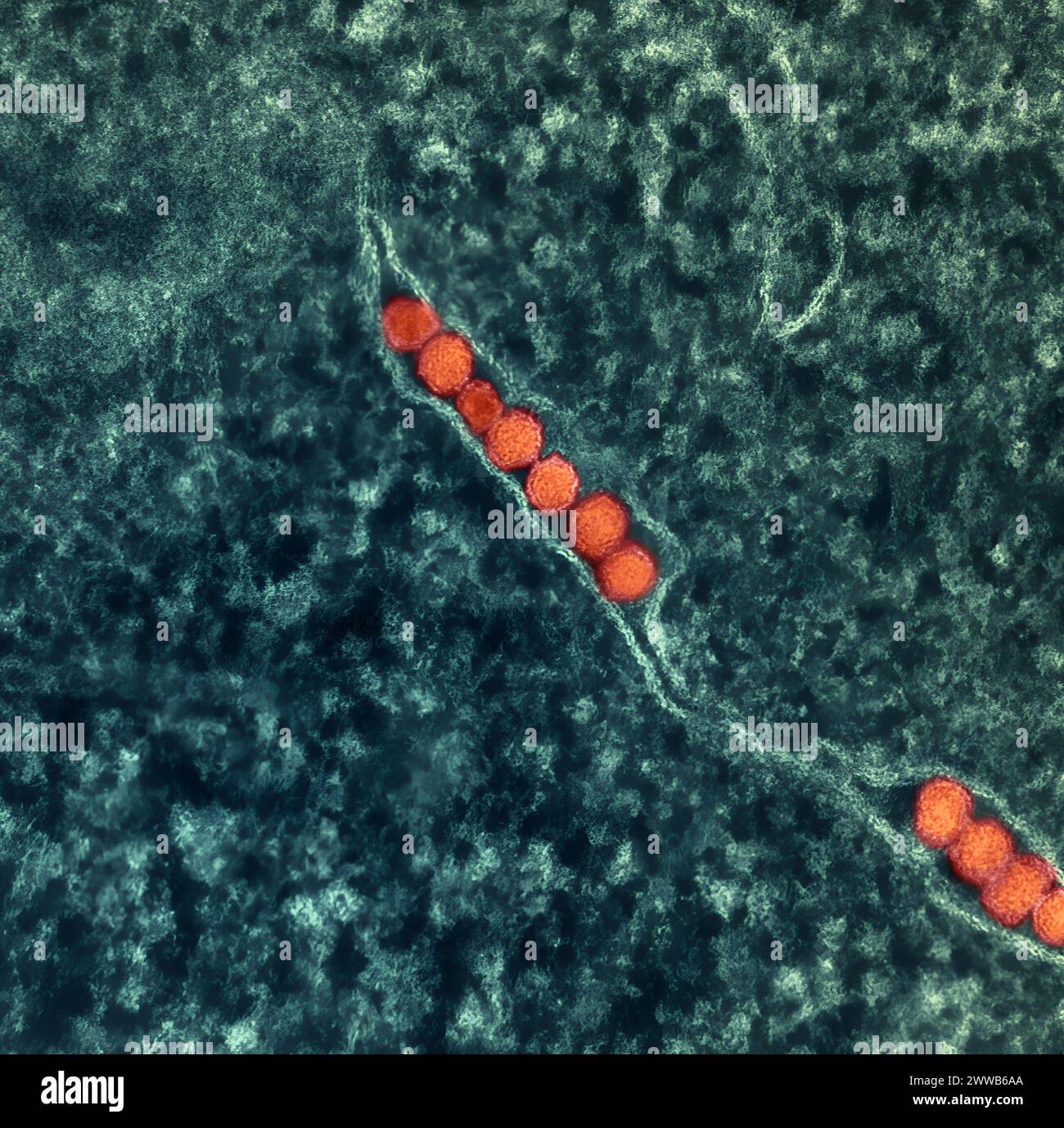 Cytoplasm microscope hi-res stock photography and images - Alamy