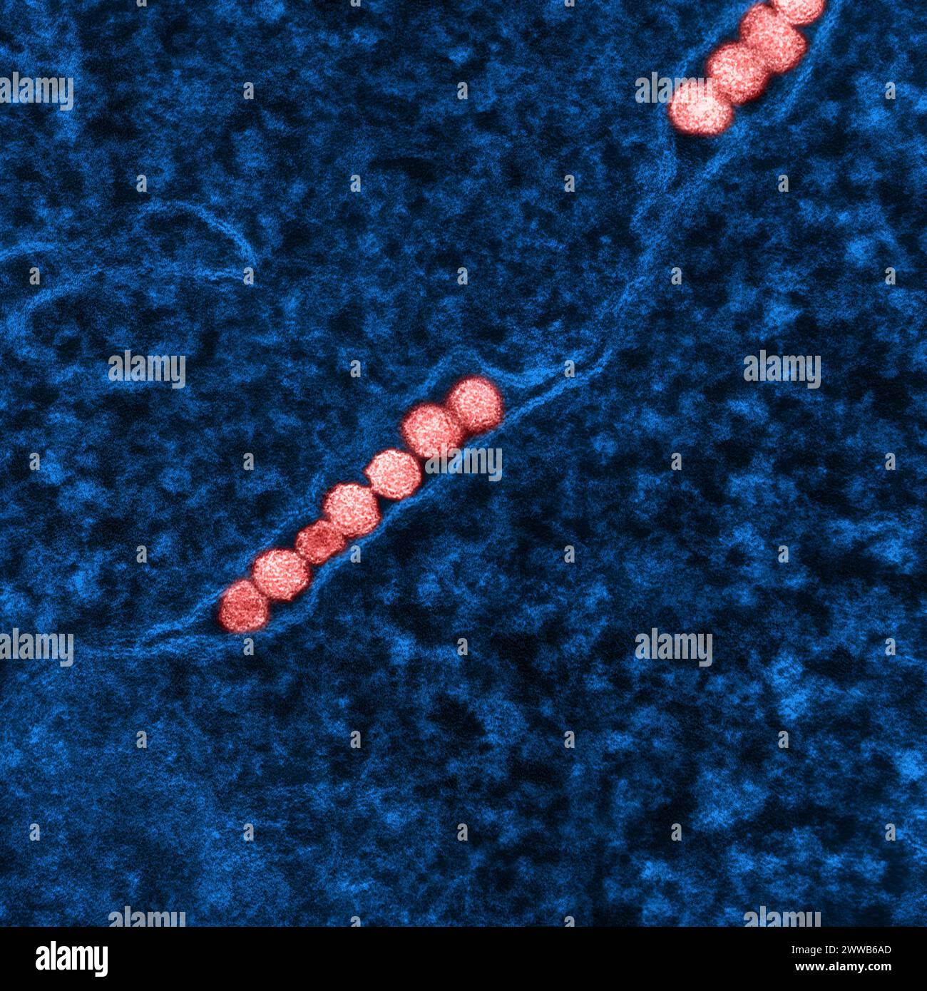 Cytoplasm microscope hi-res stock photography and images - Alamy