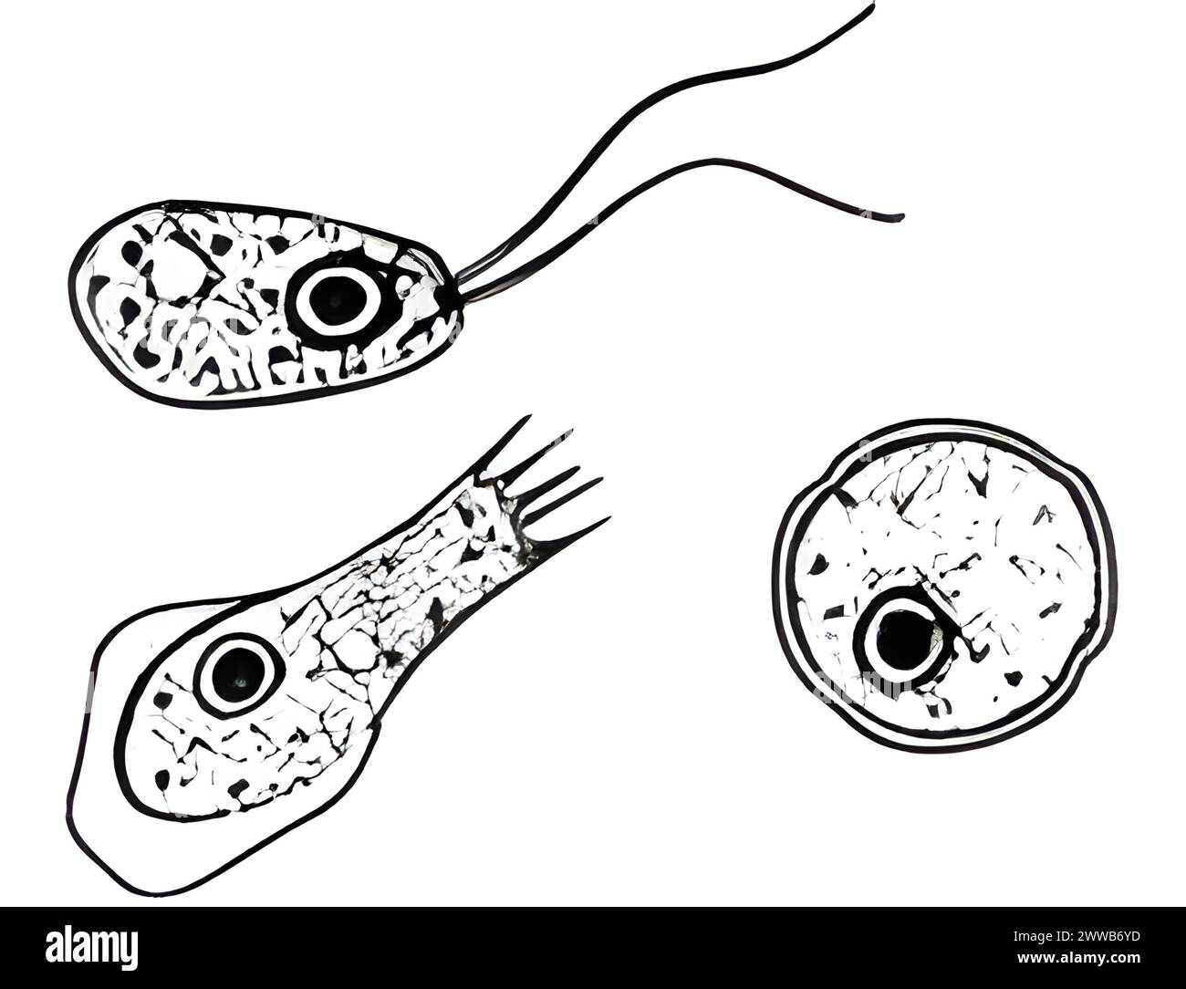 Stages of ''Naegleria fowleri'', a member of the Percolozoa. Adapted ...