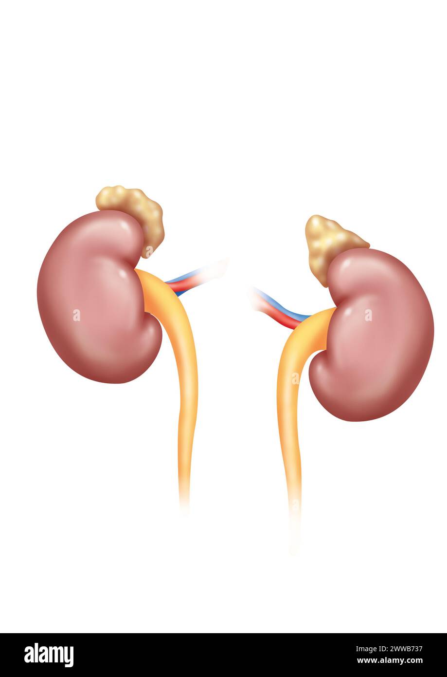 Kidneys in posterior view with adrenal glands ureters and renal ...