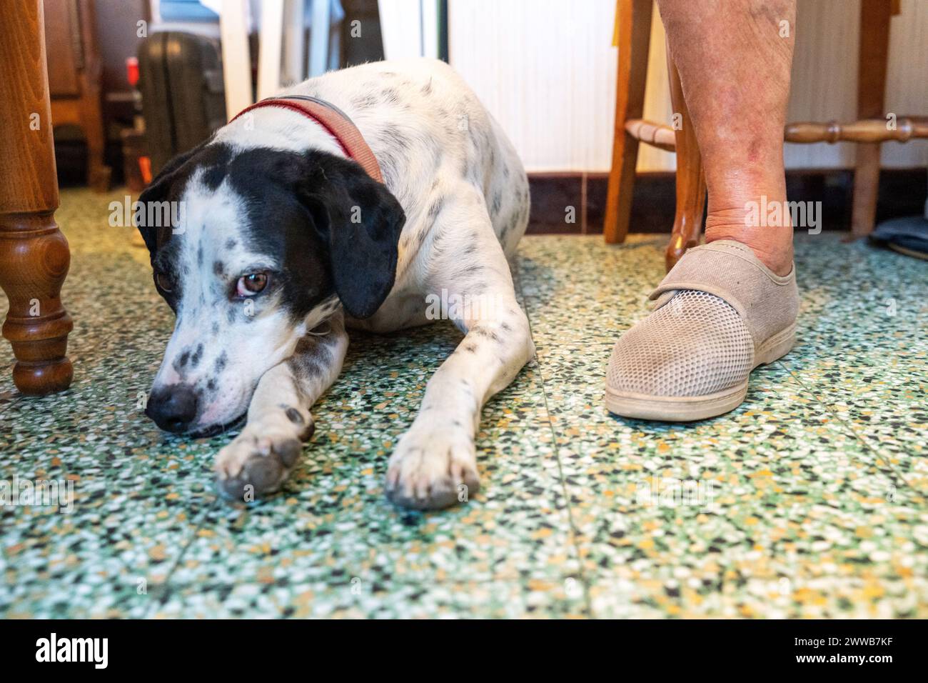 Dog at the feet of his 90-year-old master Stock Photo - Alamy