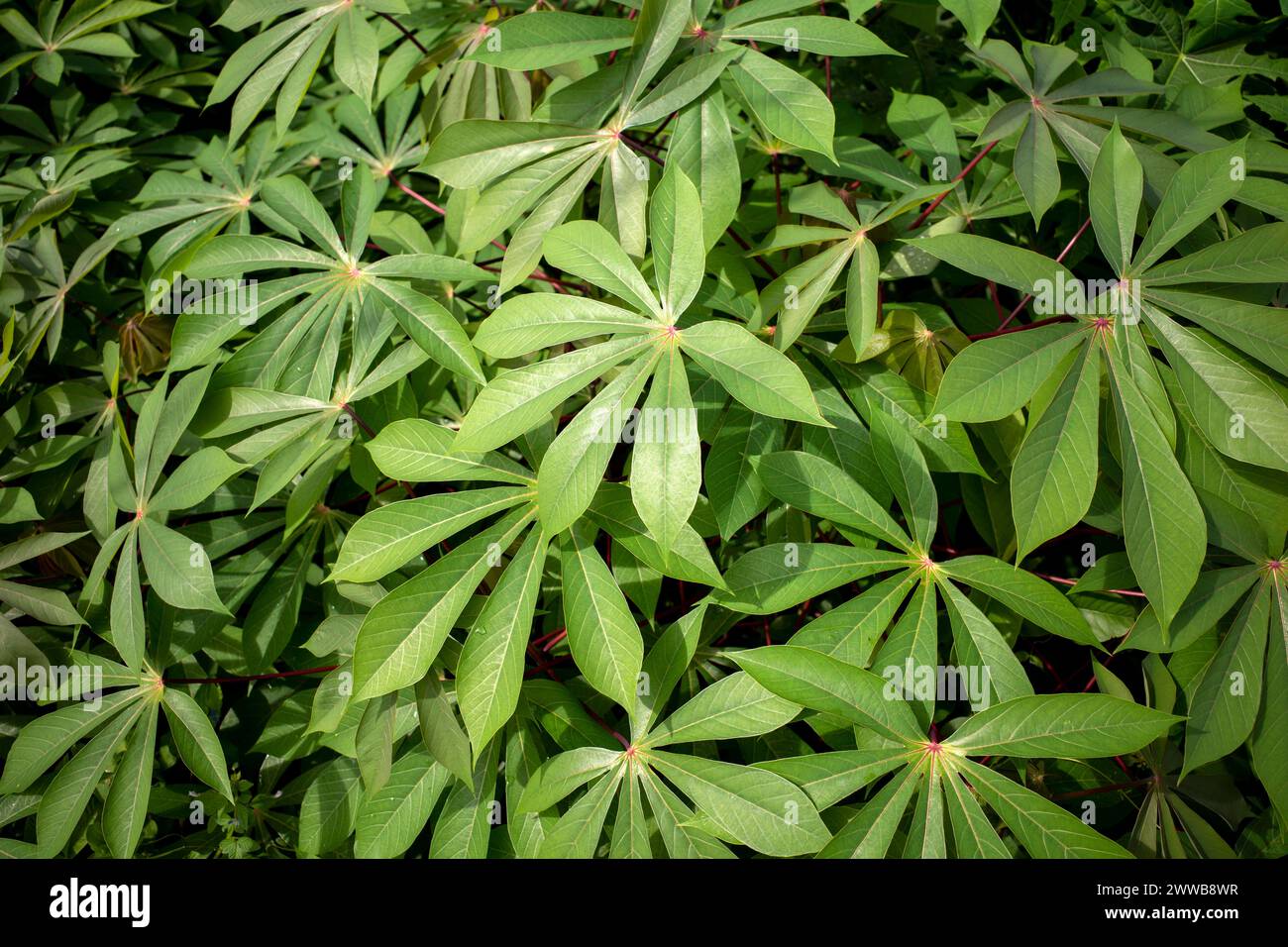Cassava, Mandioa, Manioc, Tapioca trees (Manihot esculenta), young ...