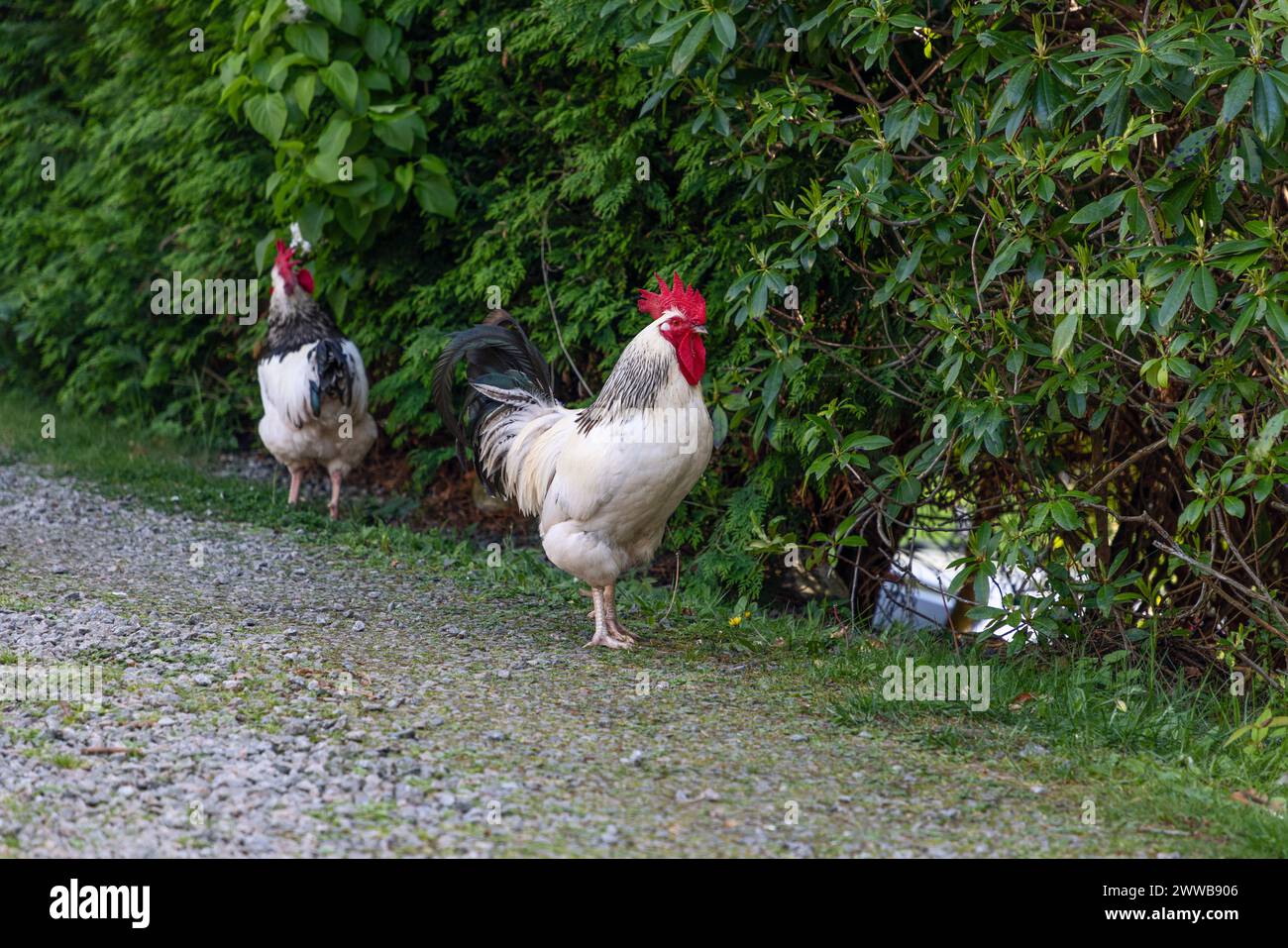 In a serene outdoor setting, a striking rooster with a bright red comb ...