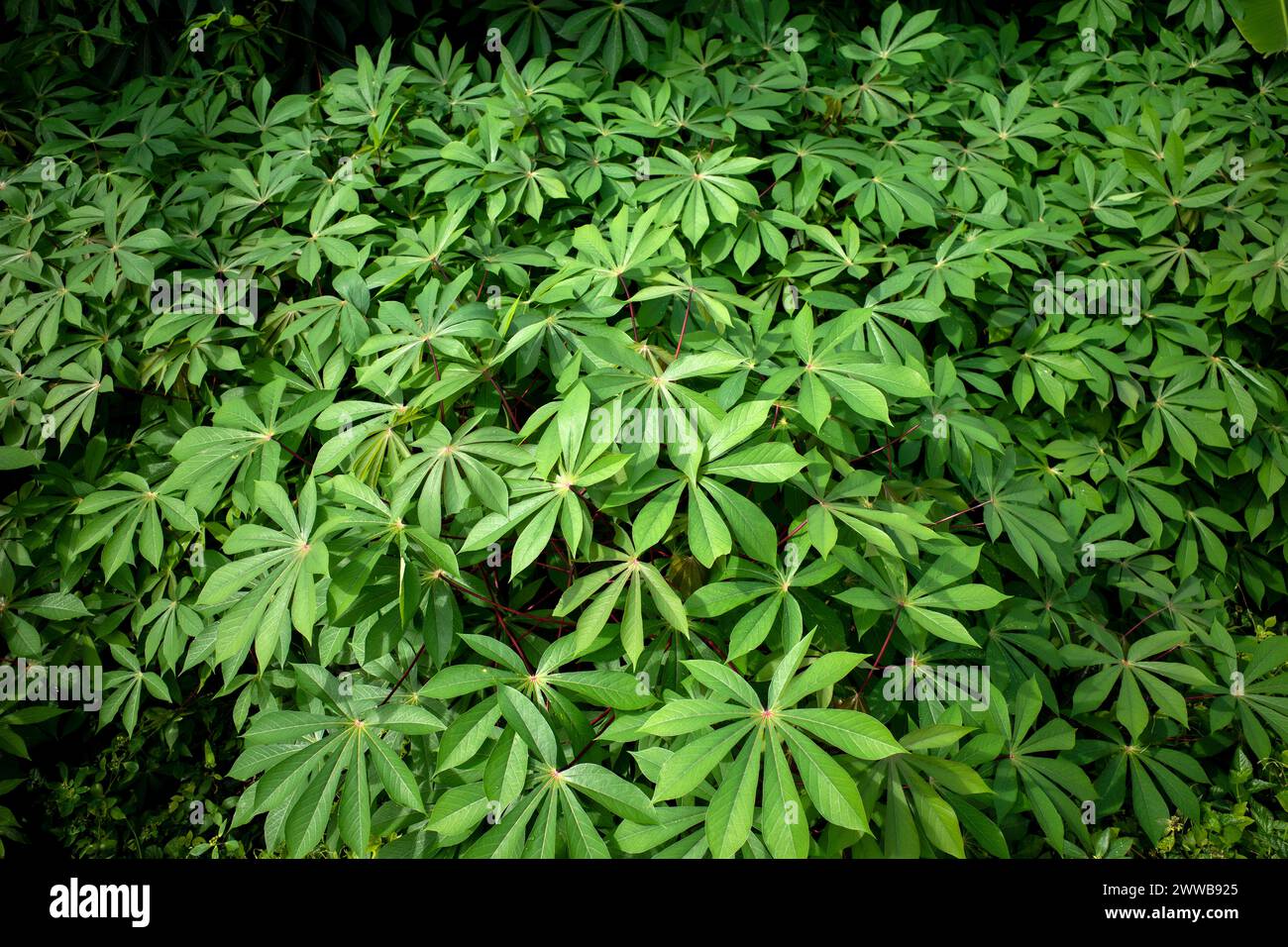 Tapioca cassava manioc hi-res stock photography and images - Alamy