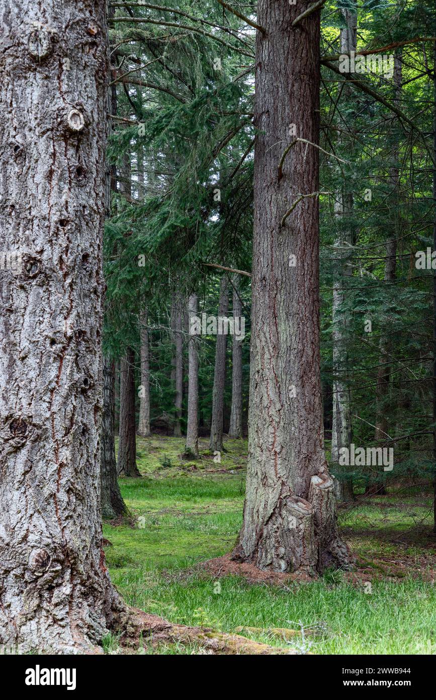 The rich textures of tree bark are featured in this close-up view of an ...