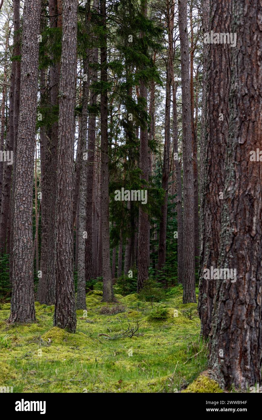 This image captures the essence of a Scottish forest, emphasizing the ...