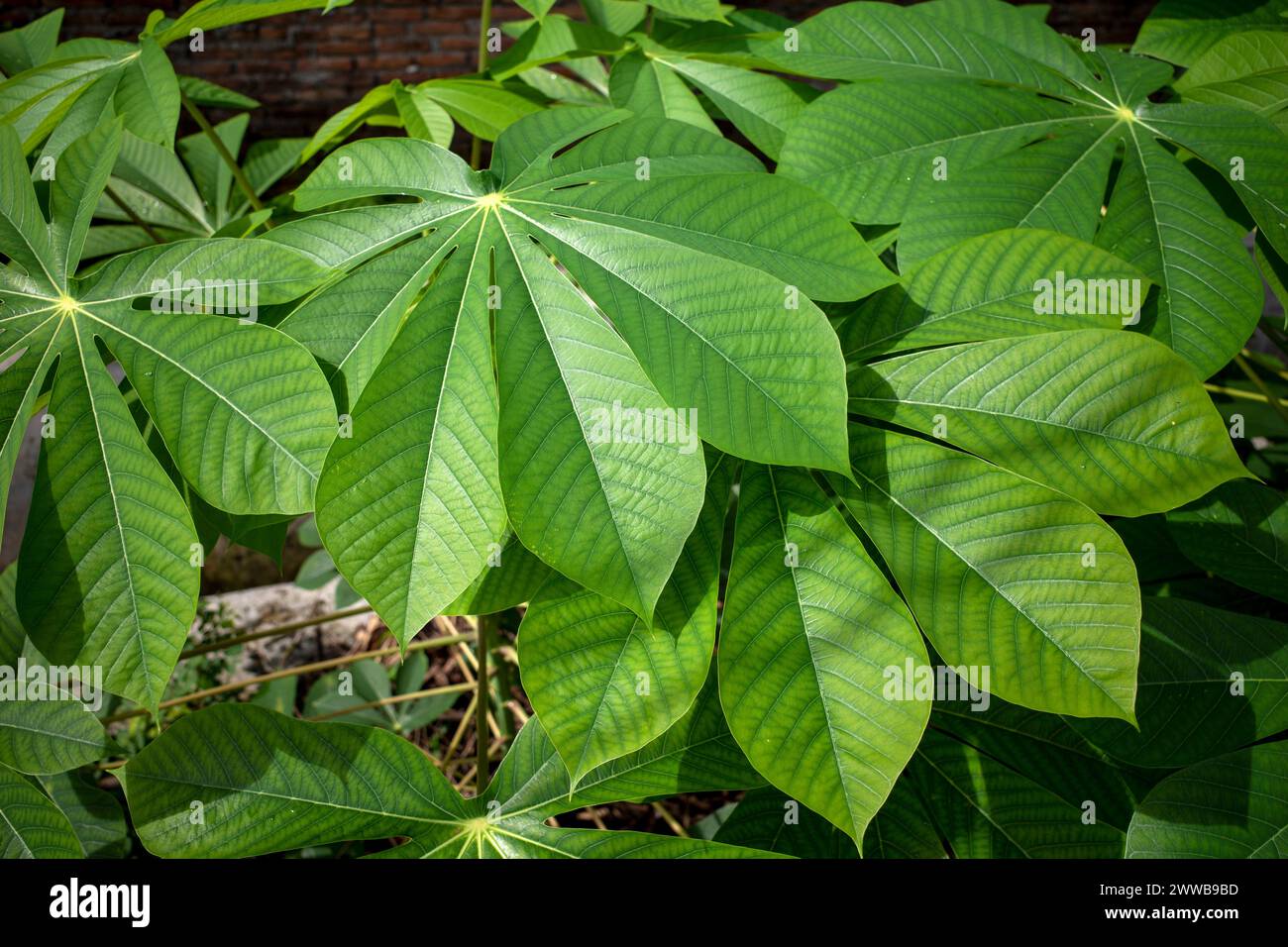 Cassava, Mandioa, Manioc, Tapioca trees (Manihot esculenta), young ...
