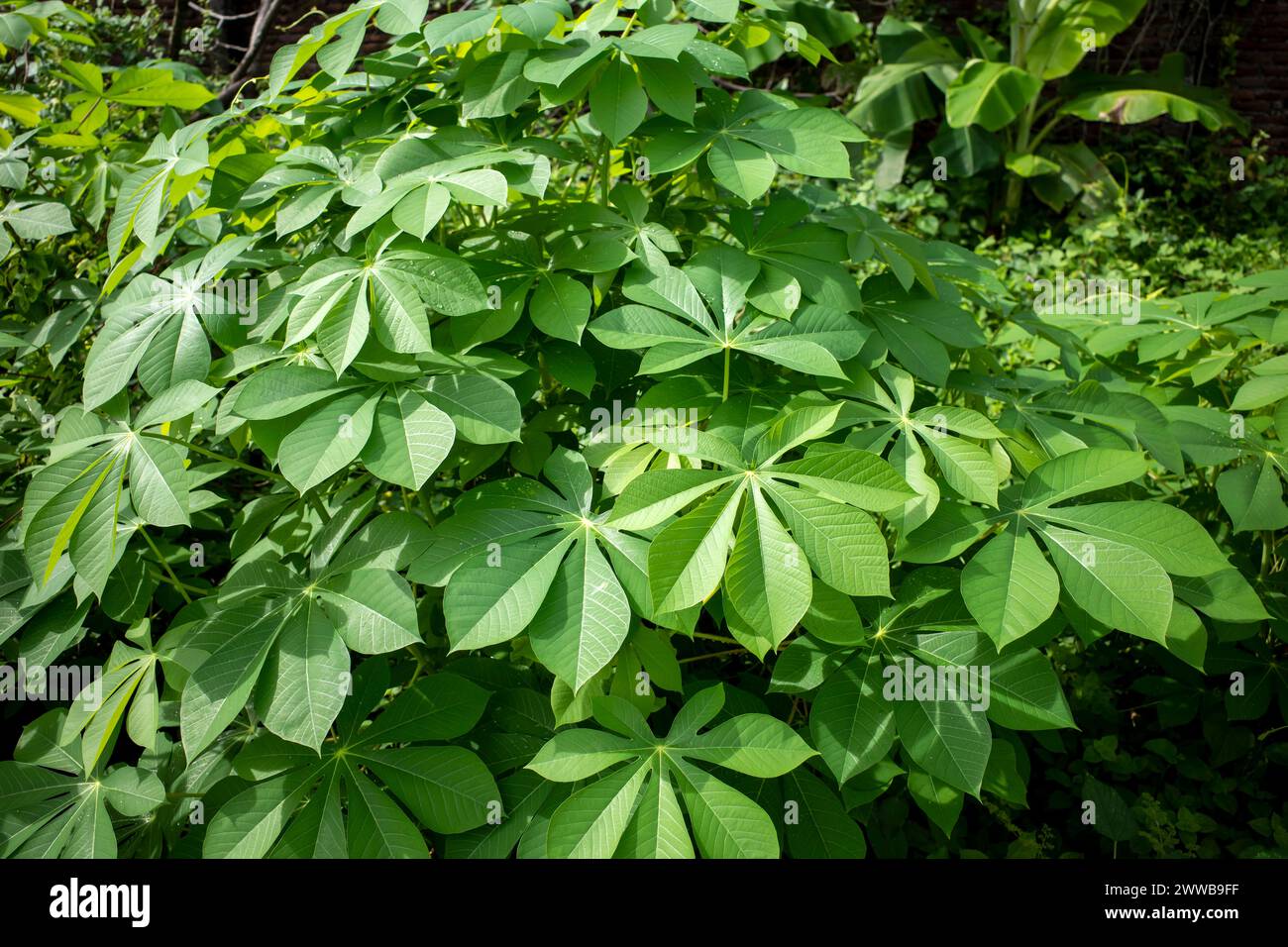 Cassava, Mandioa, Manioc, Tapioca trees (Manihot esculenta), young ...