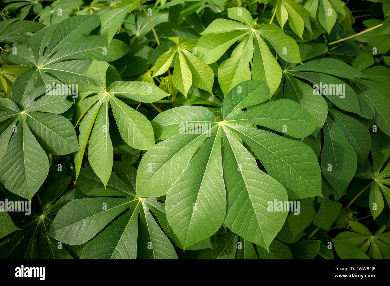 Cassava, Mandioa, Manioc, Tapioca trees (Manihot esculenta), young ...
