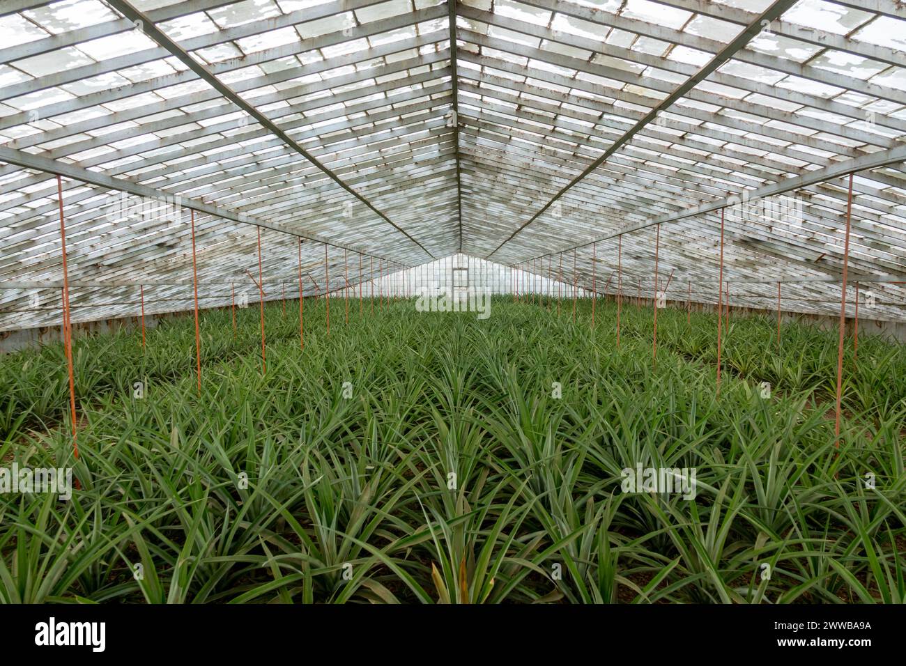 Azores, Pineapple fruit in a traditional Azorean greenhouse plantation ...