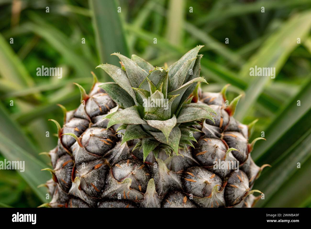 Azores, Pineapple fruit in a traditional Azorean greenhouse plantation ...