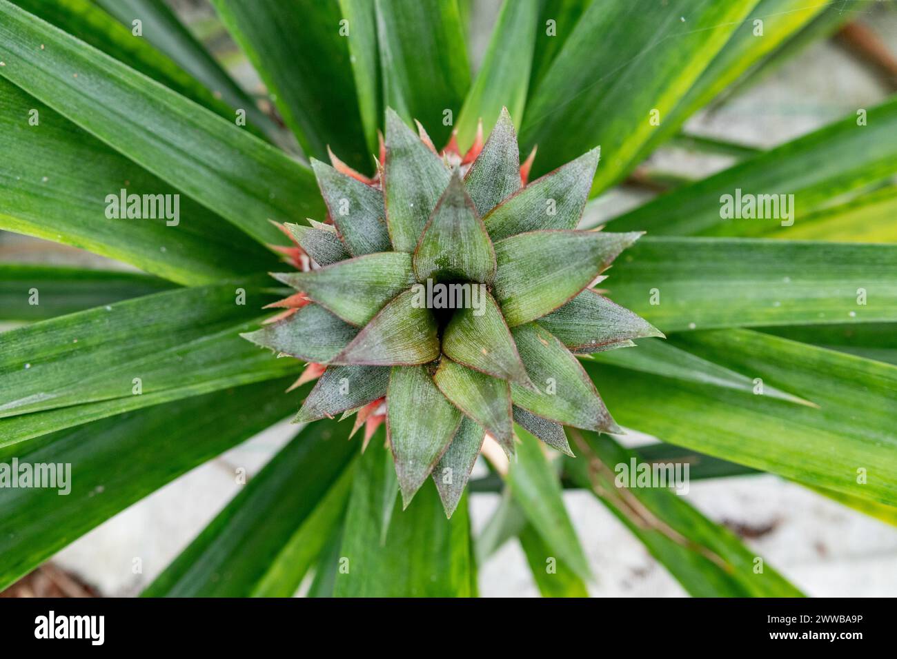 Azores, Pineapple fruit in a traditional Azorean greenhouse plantation ...