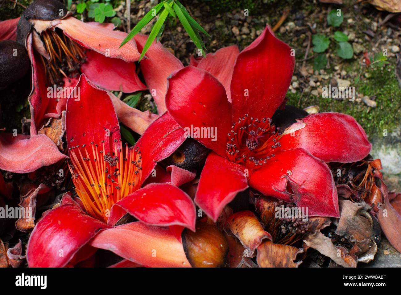 Richly colored deep red flowers pile up on the ground after dropping ...