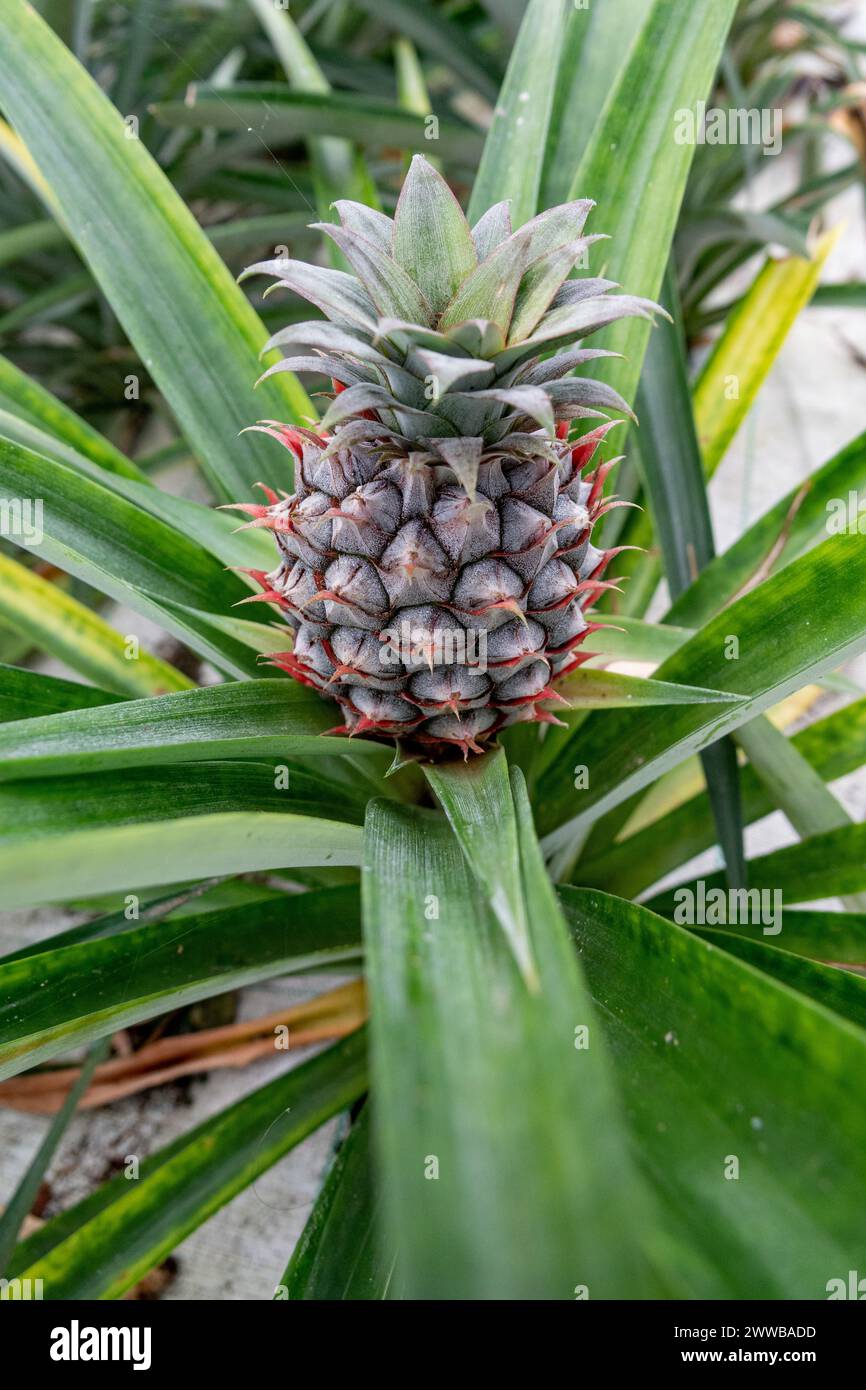 Azores, Pineapple fruit in a traditional Azorean greenhouse plantation ...