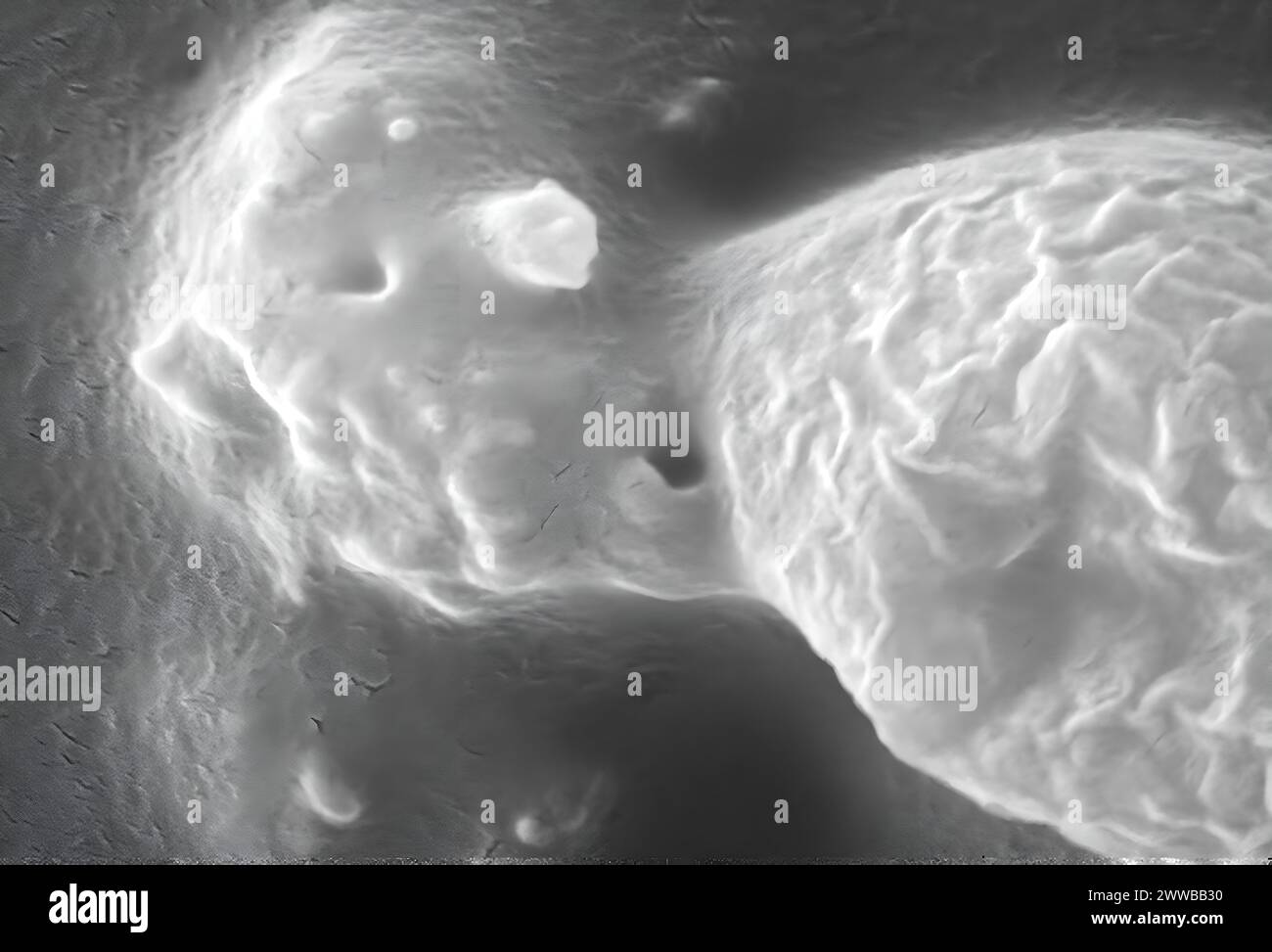 This scanning electron microscope (SEM) image revealed some of the ...