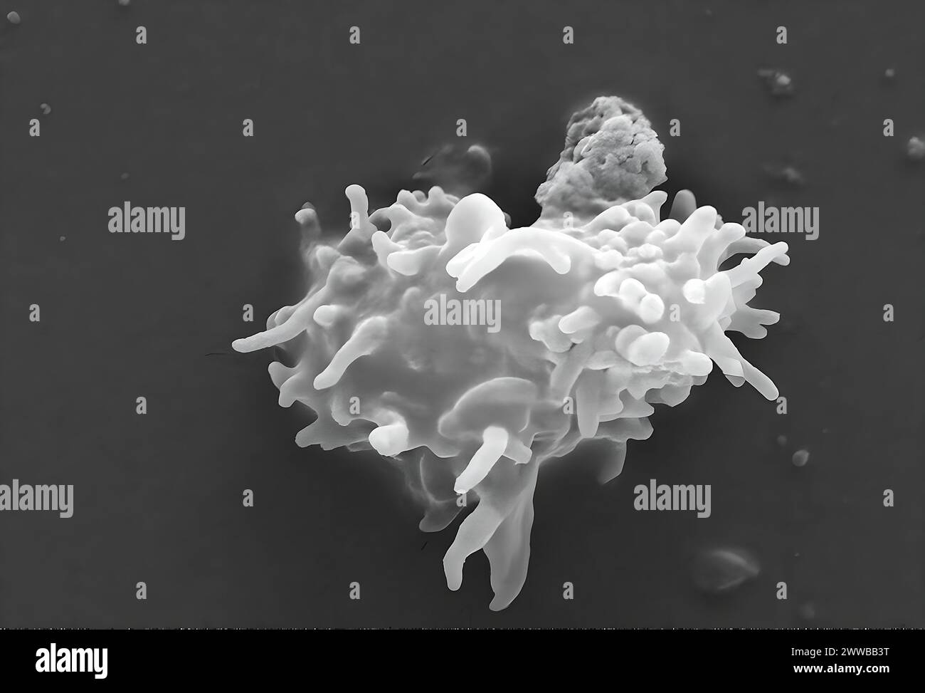 This scanning electron microscope (SEM) image revealed some of the ...