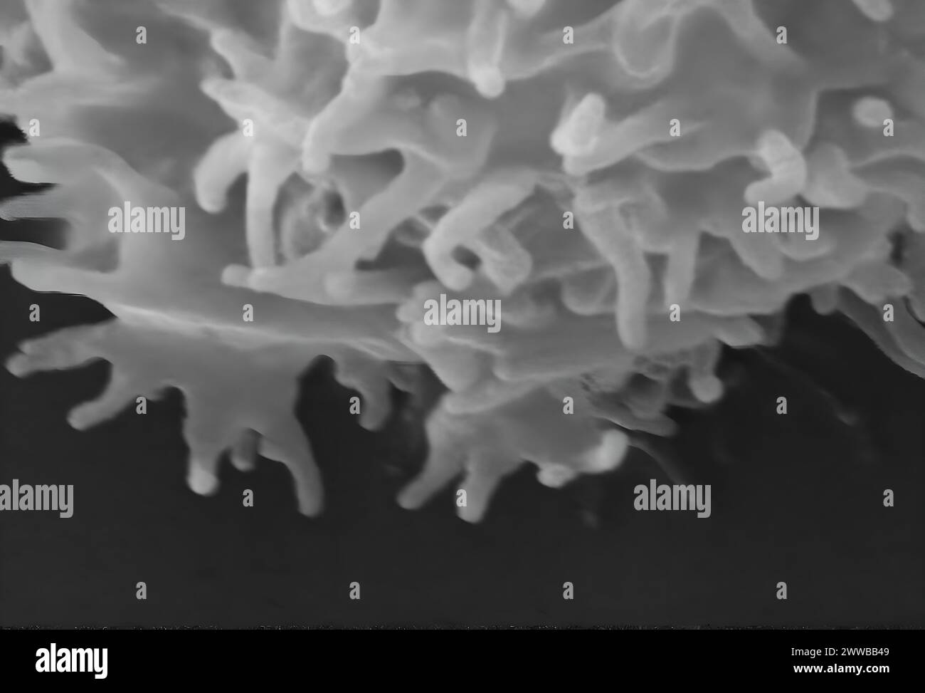 This highly magnified scanning electron microscope (SEM) image revealed ...