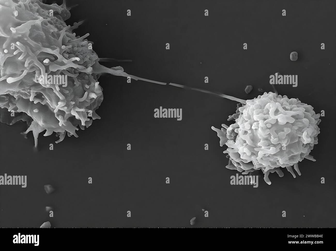 Protozoa microscope hi-res stock photography and images - Alamy