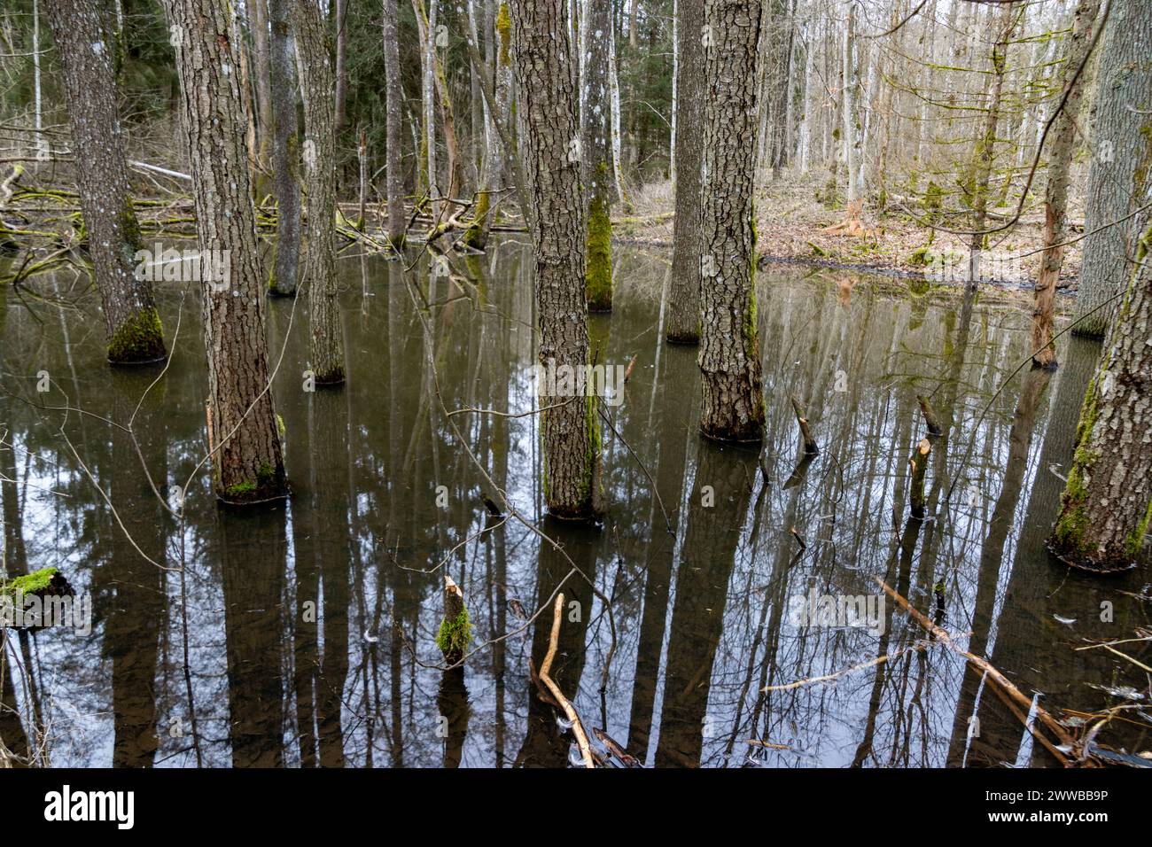 Trees standing in the water of a swamp Stock Photo - Alamy