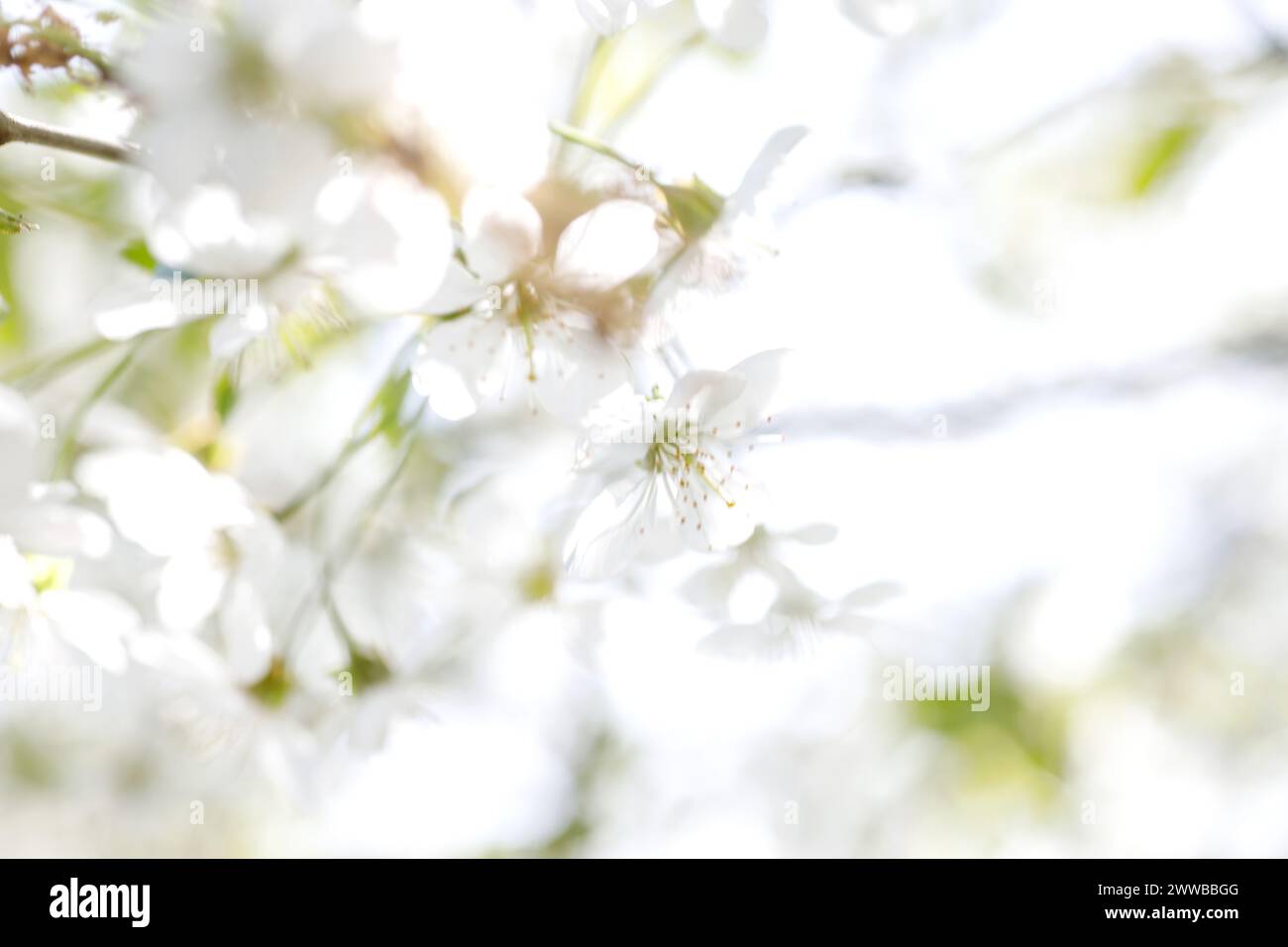 single cherry blossom against a white background, its intricate details ...