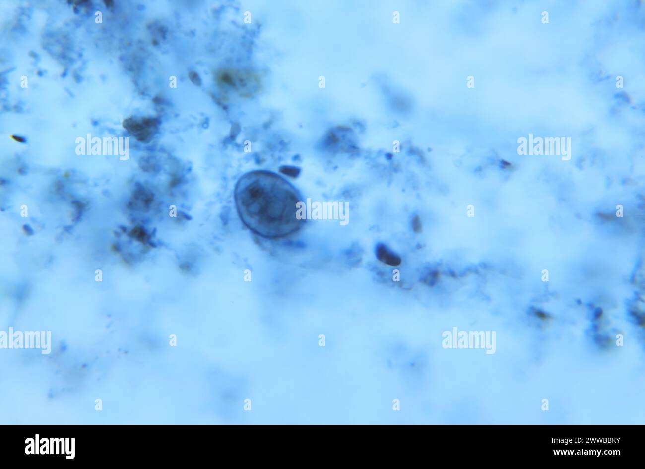 900x magnification hi-res stock photography and images - Alamy