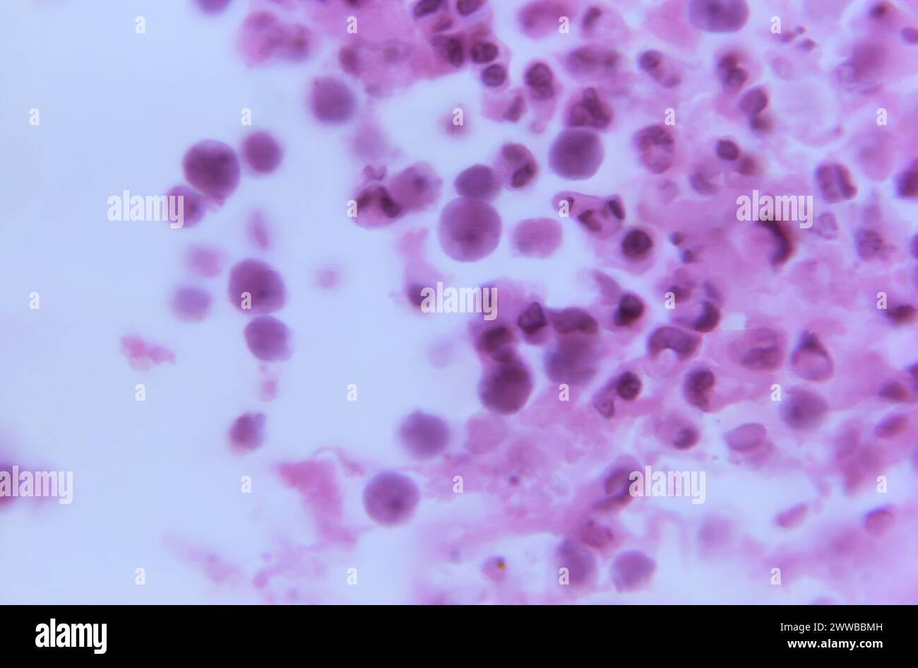 Under 900X magnification Stock Photo - Alamy