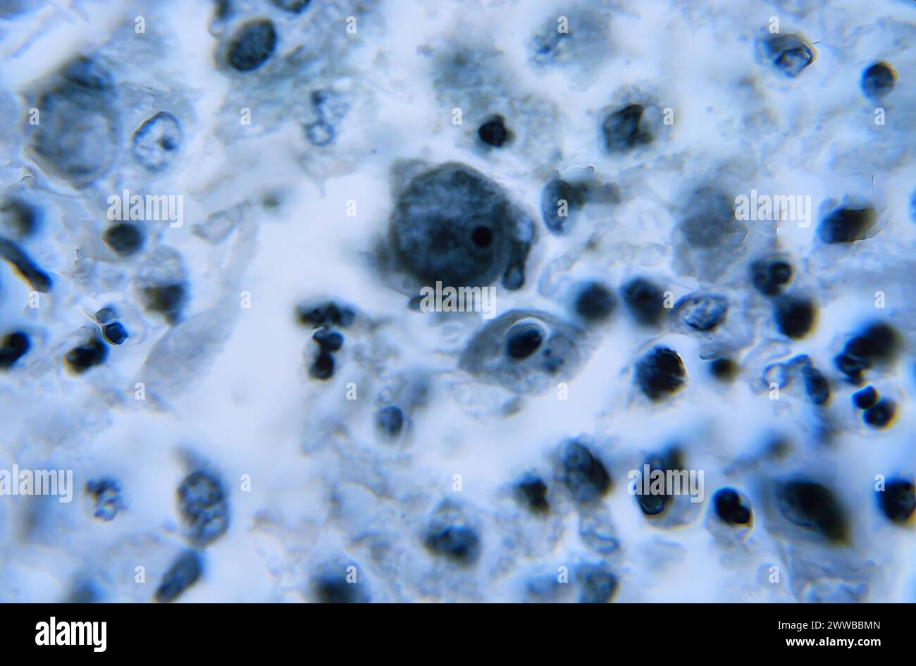 Stained section hi-res stock photography and images - Alamy