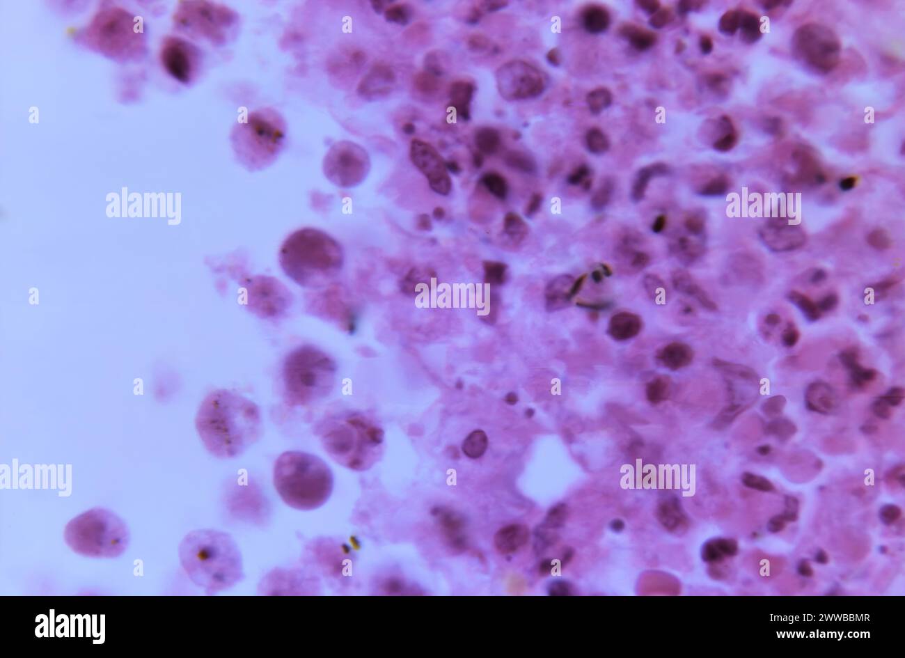 900x magnification hi-res stock photography and images - Alamy