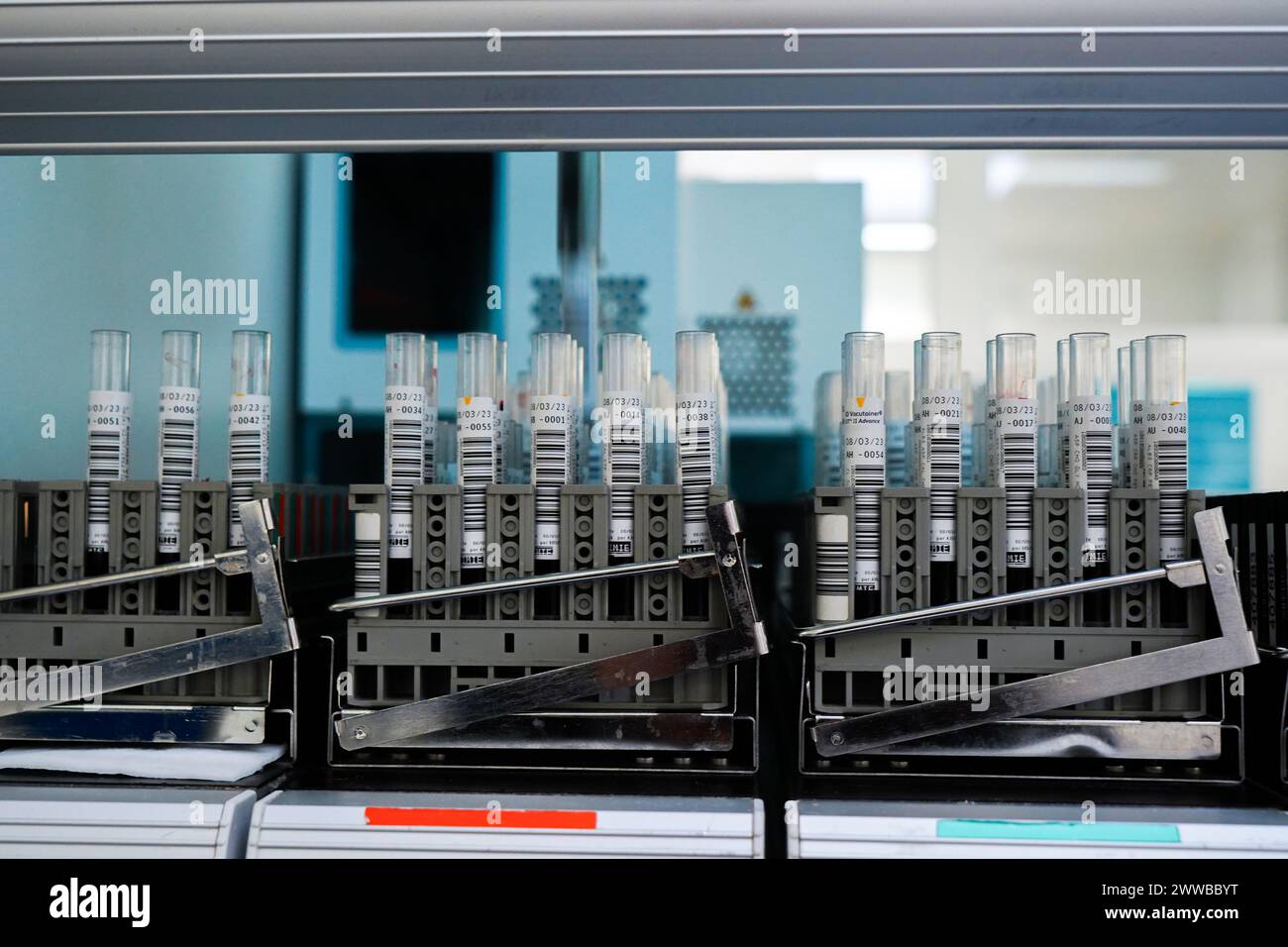 Technical platform of the Inovie 34 laboratory . Preanalytical tubes in racks on the Cobas P 612 ...