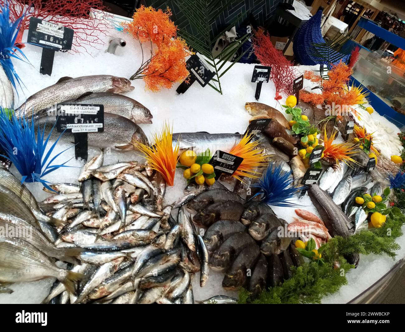 Sparid fish hi-res stock photography and images - Alamy