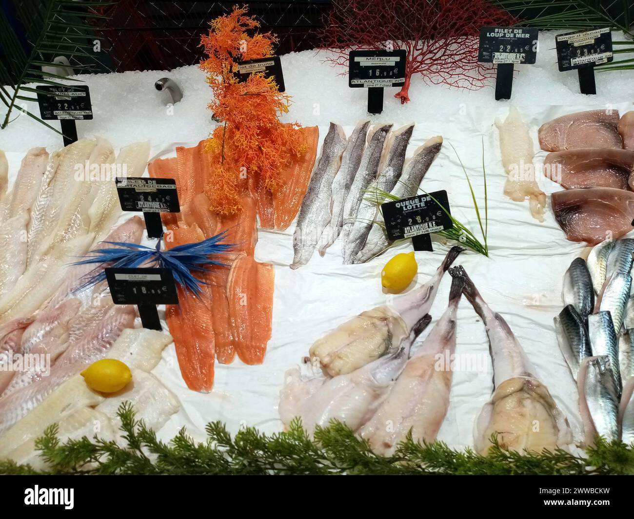 Sparid fish hi-res stock photography and images - Alamy