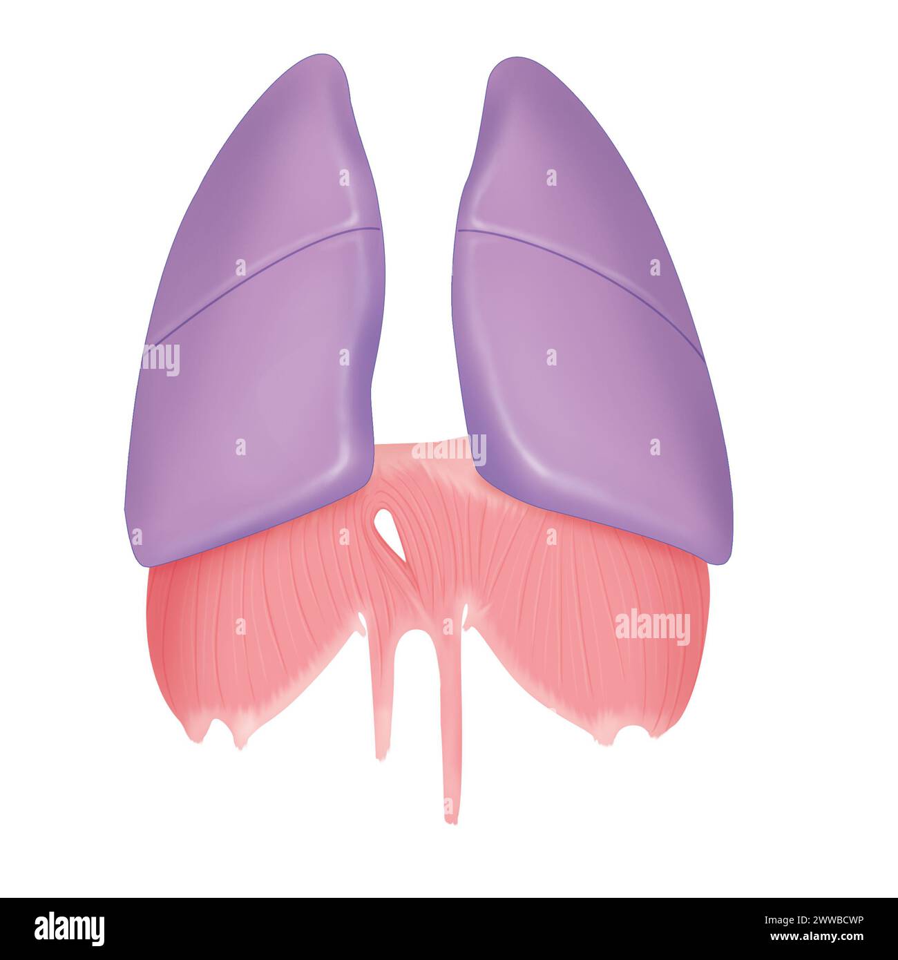 The lungs and diaphragm in posterior view. Only two lobes are visible ...
