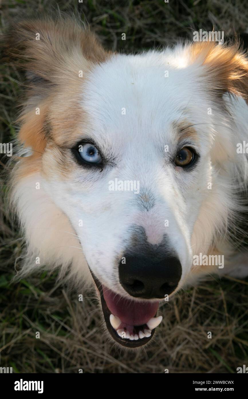 Vairon-eyed border collie cross australian shepherd dog close up front ...