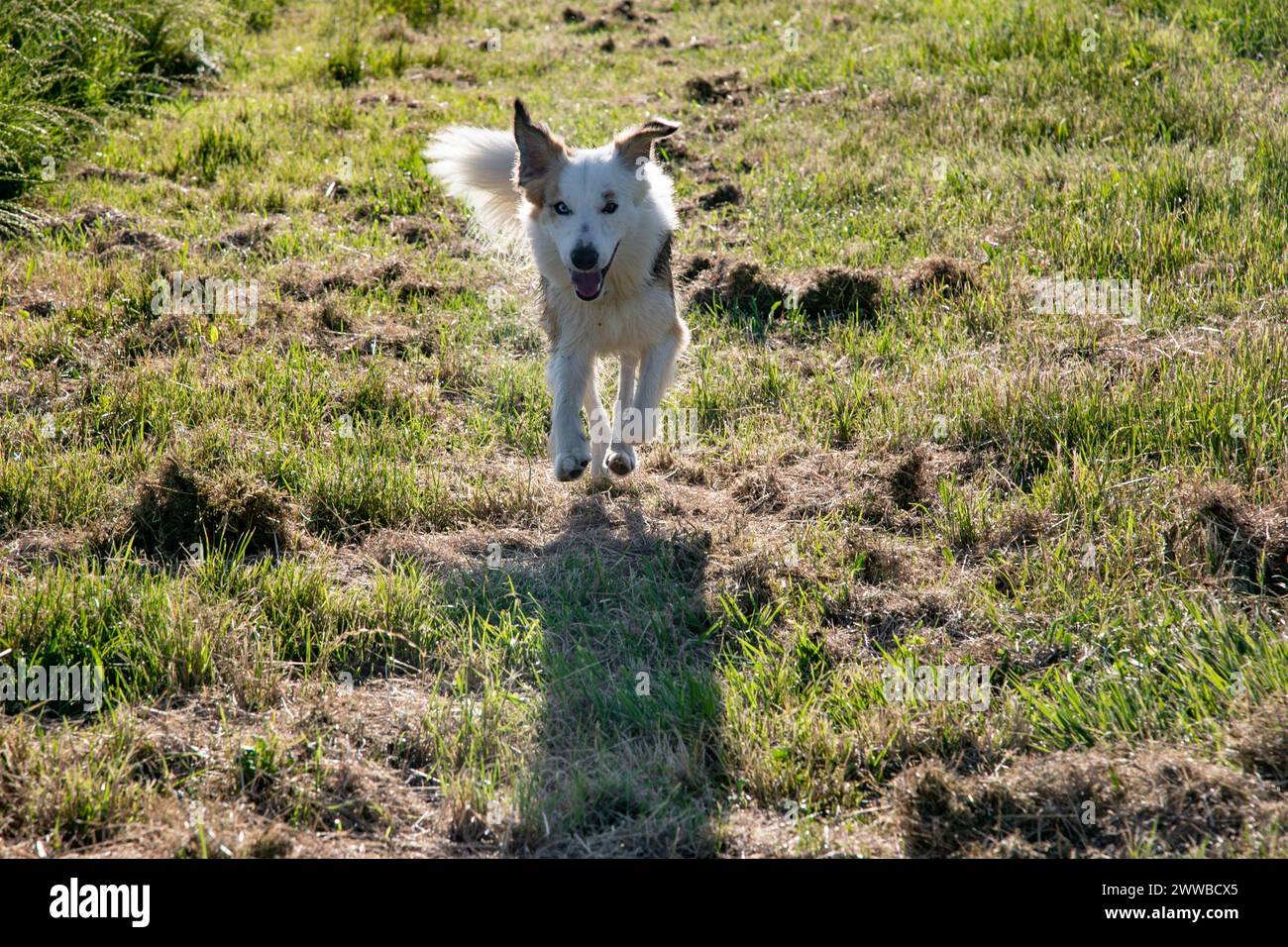 Border collie cross australian shepherd dog running facing forward ...