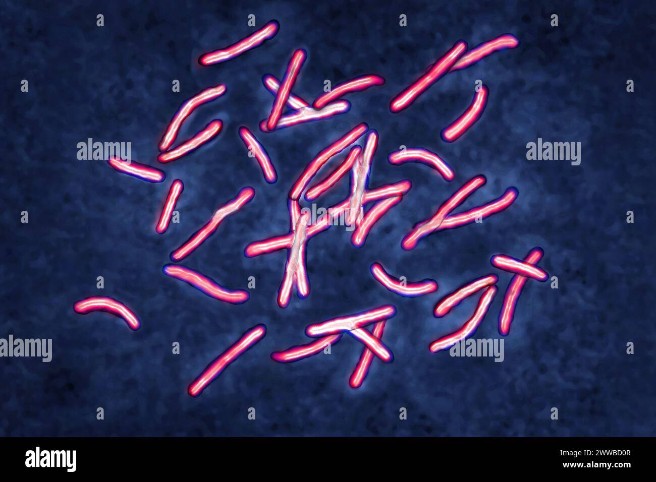 Bacillus Koch (Bk) or Mycobacterium tuberculosis, it is responsible for tuberculosis Stock Photo ...