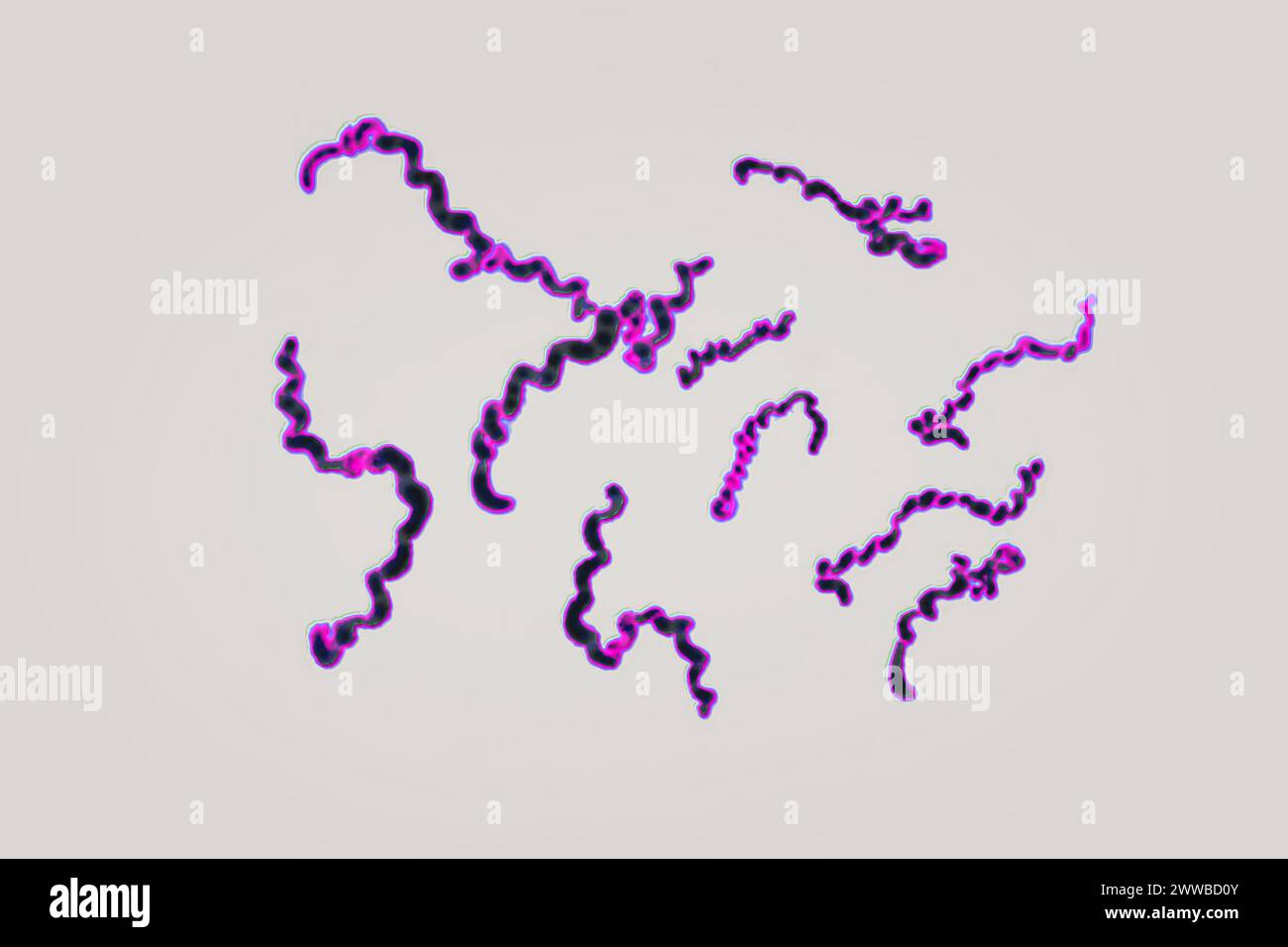 Borrelia - pathogenic bacteria (Spirochaetota) responsible for Lyme ...