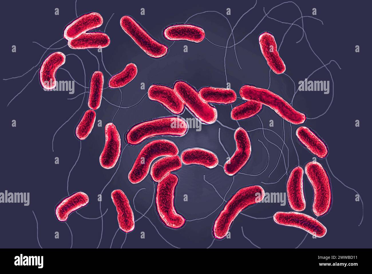 Vibrio Bacteria Shape