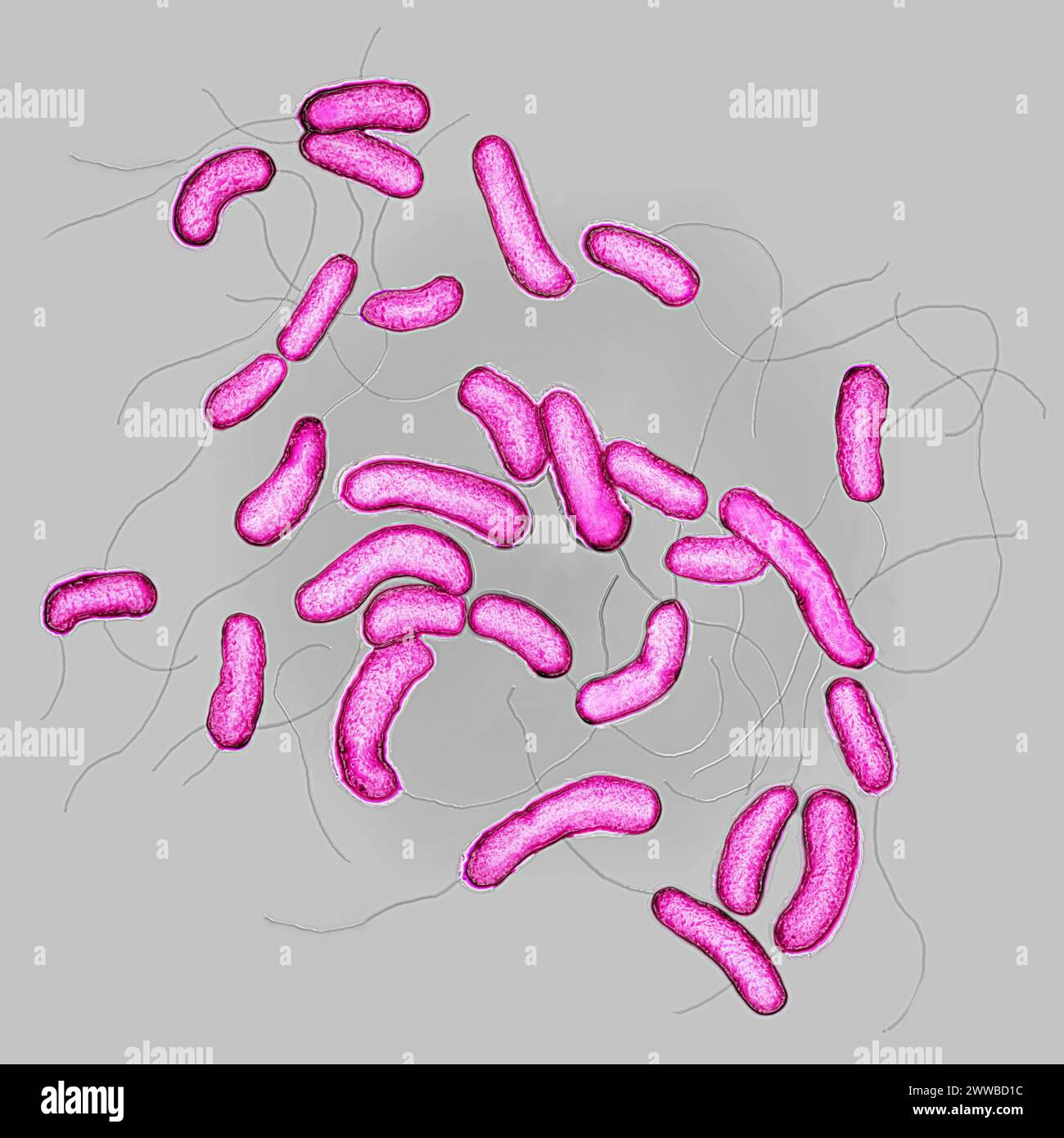 Vibrio cholerae microscope hi-res stock photography and images - Alamy