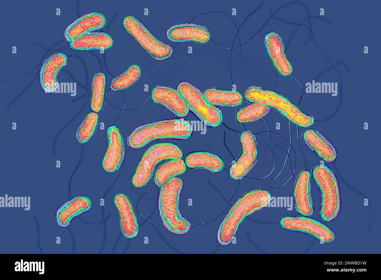 Cholera bacilli or cholera vibrio (Vibrio cholerae). Cholera is a ...