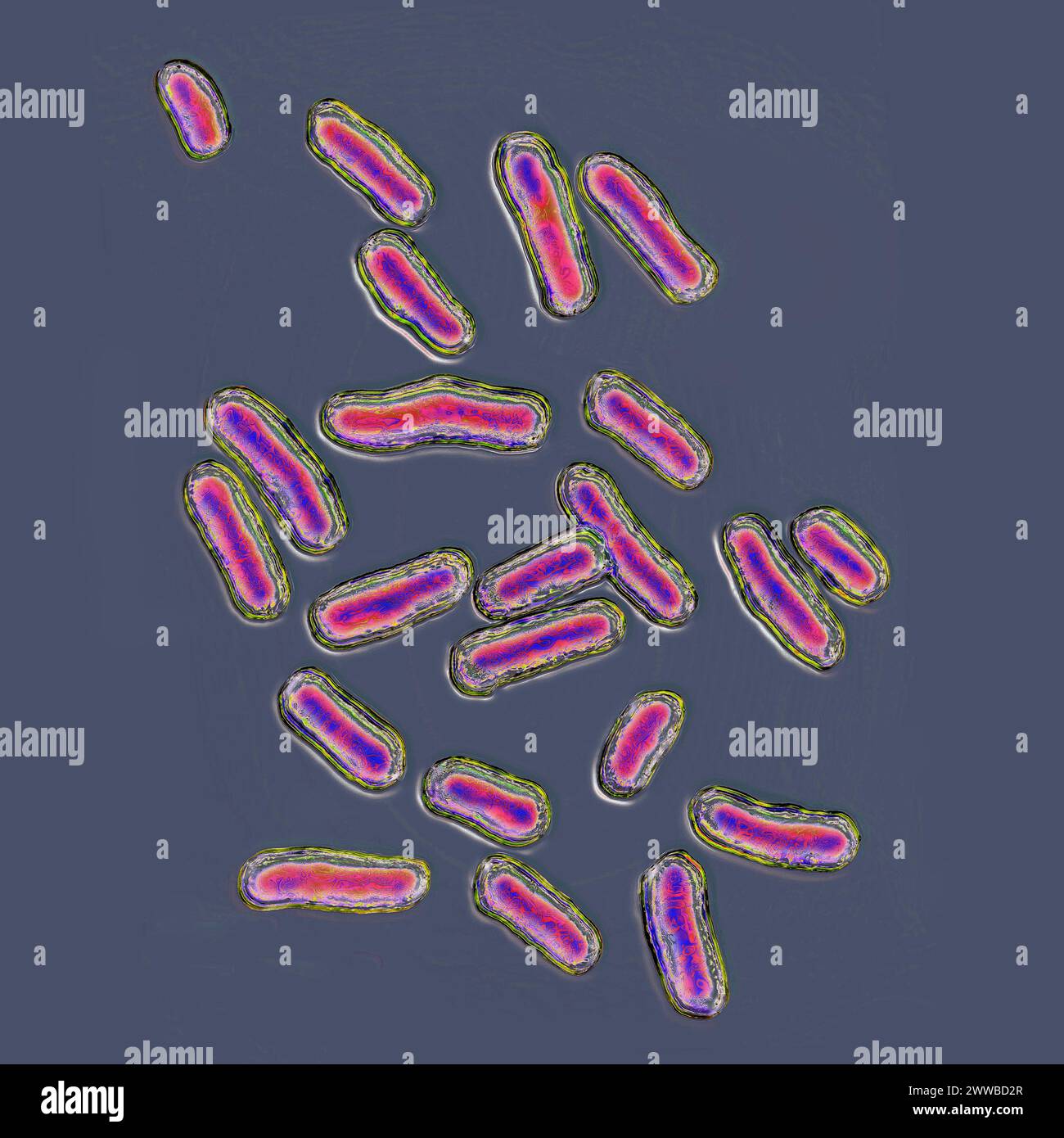 Salmonella is the bacteria responsible for salmonellosis, a very ...