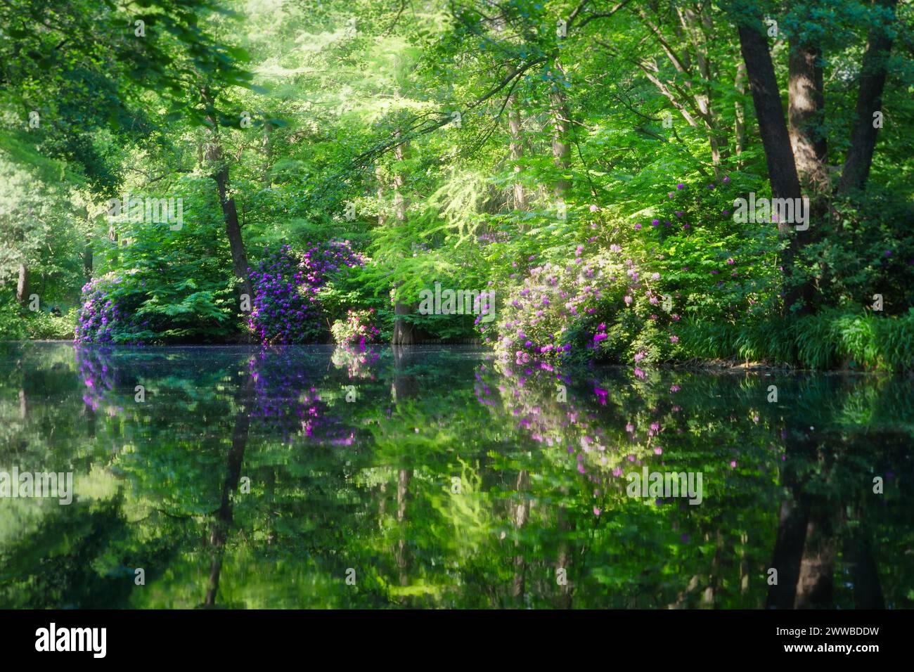 Lush green woodland with blooming rhododendrons reflected in peaceful ...