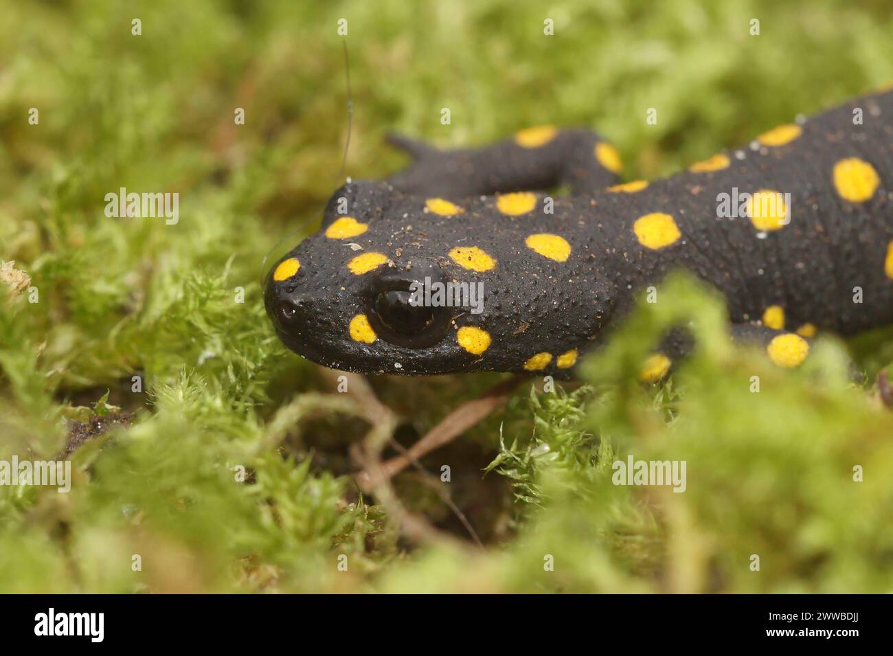 Detailed closeup on the head of the colorful, but endangered Anatolian ...
