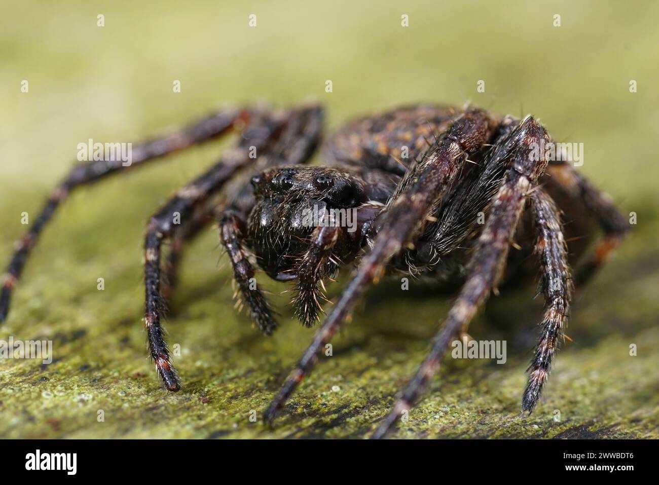 Walnut orb weaver spider hi-res stock photography and images - Alamy