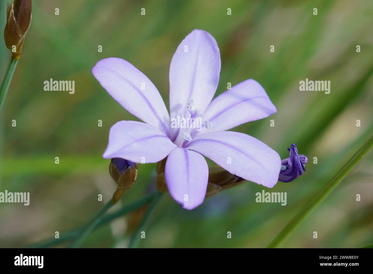 Natural closeup on a Mediterranean blue grass lily flower, Aphyllanthes ...
