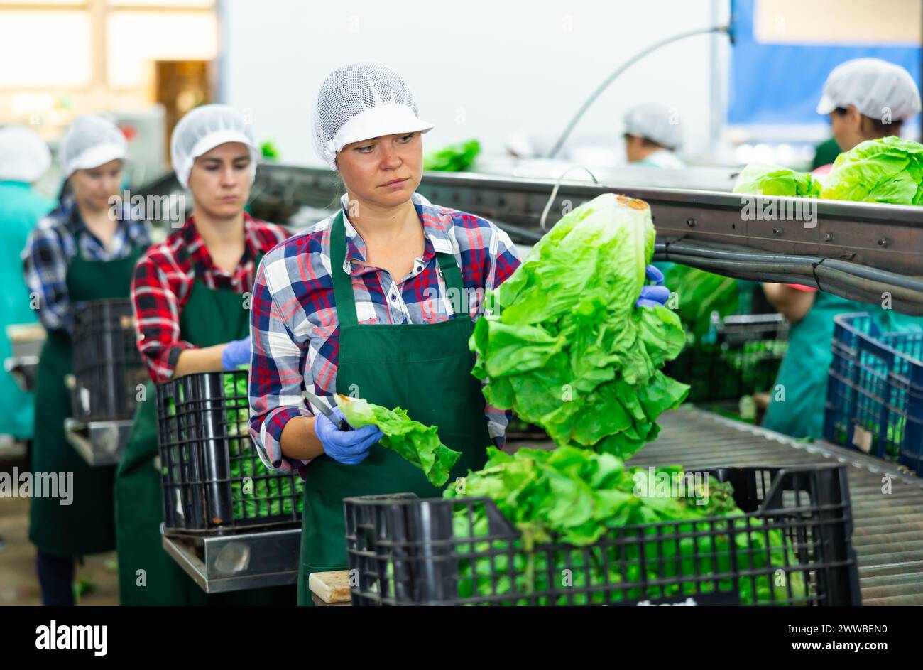 Vegetable selection packing hi-res stock photography and images - Alamy