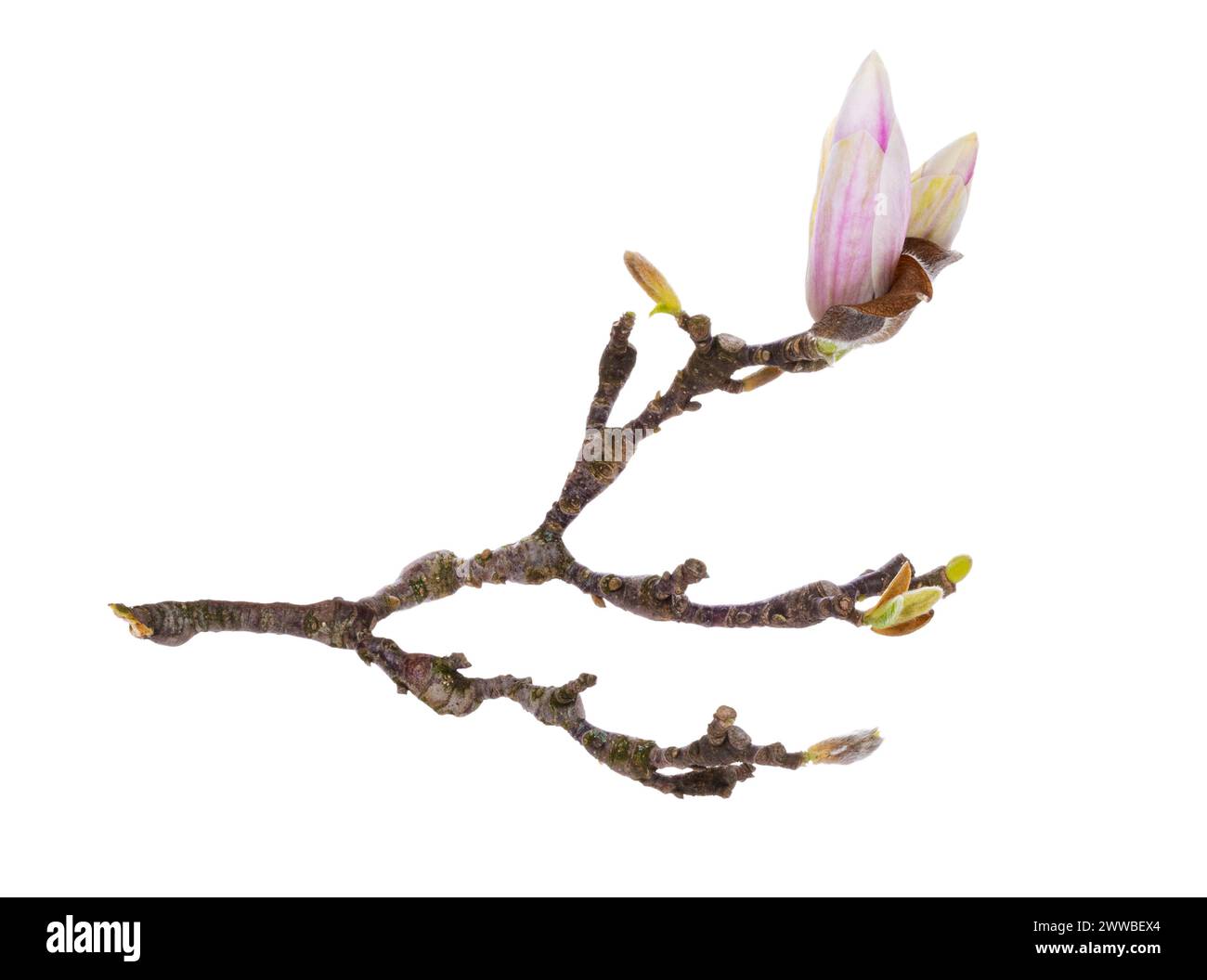 Close up of Magnolia twig with flower buds. Isolated on a white ...