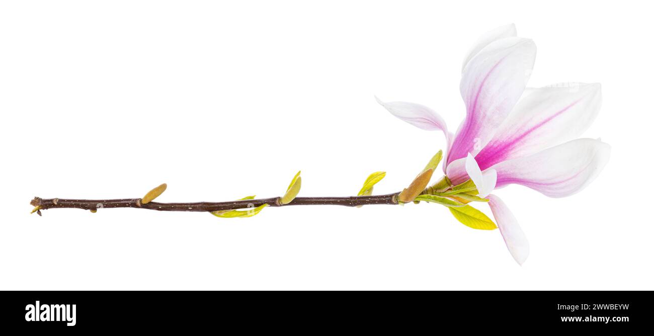 Close up of Magnolia twig with an blooming flower. Isolated on a white ...