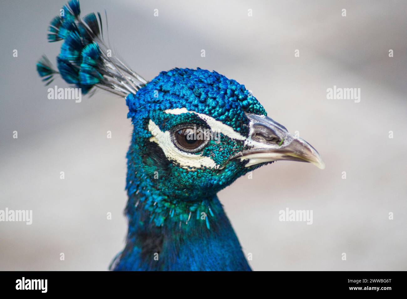 Peacock blue texture hi-res stock photography and images - Alamy