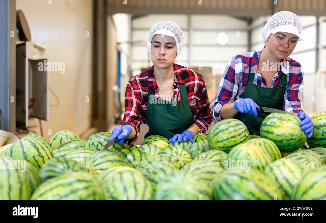 Female workers sorting watermelons on industrial line in fruit ...